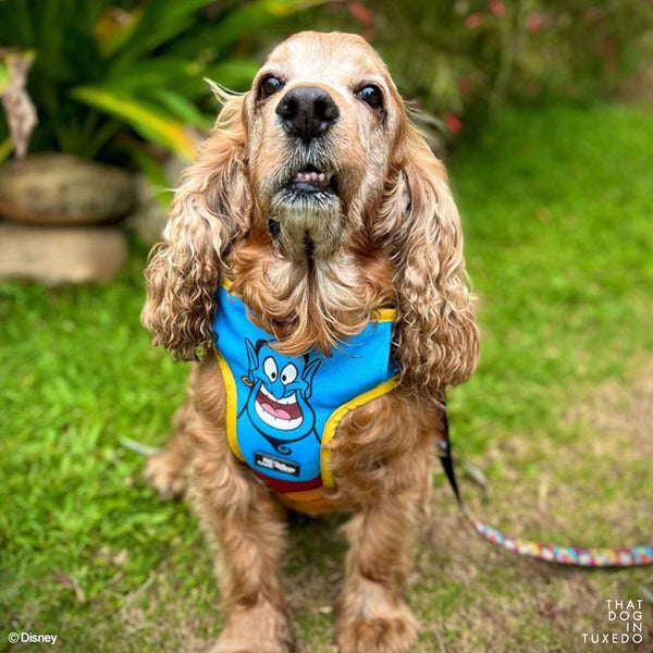 TDIT Genie Dog Body Mesh Harness – That Dog In Tuxedo