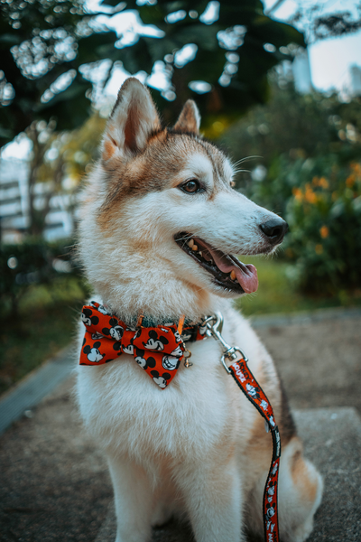 Mickey Dog Leash – That Dog In Tuxedo